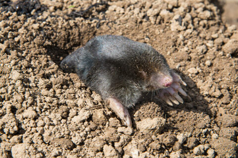 Mole Removal Services | Critter Evictors